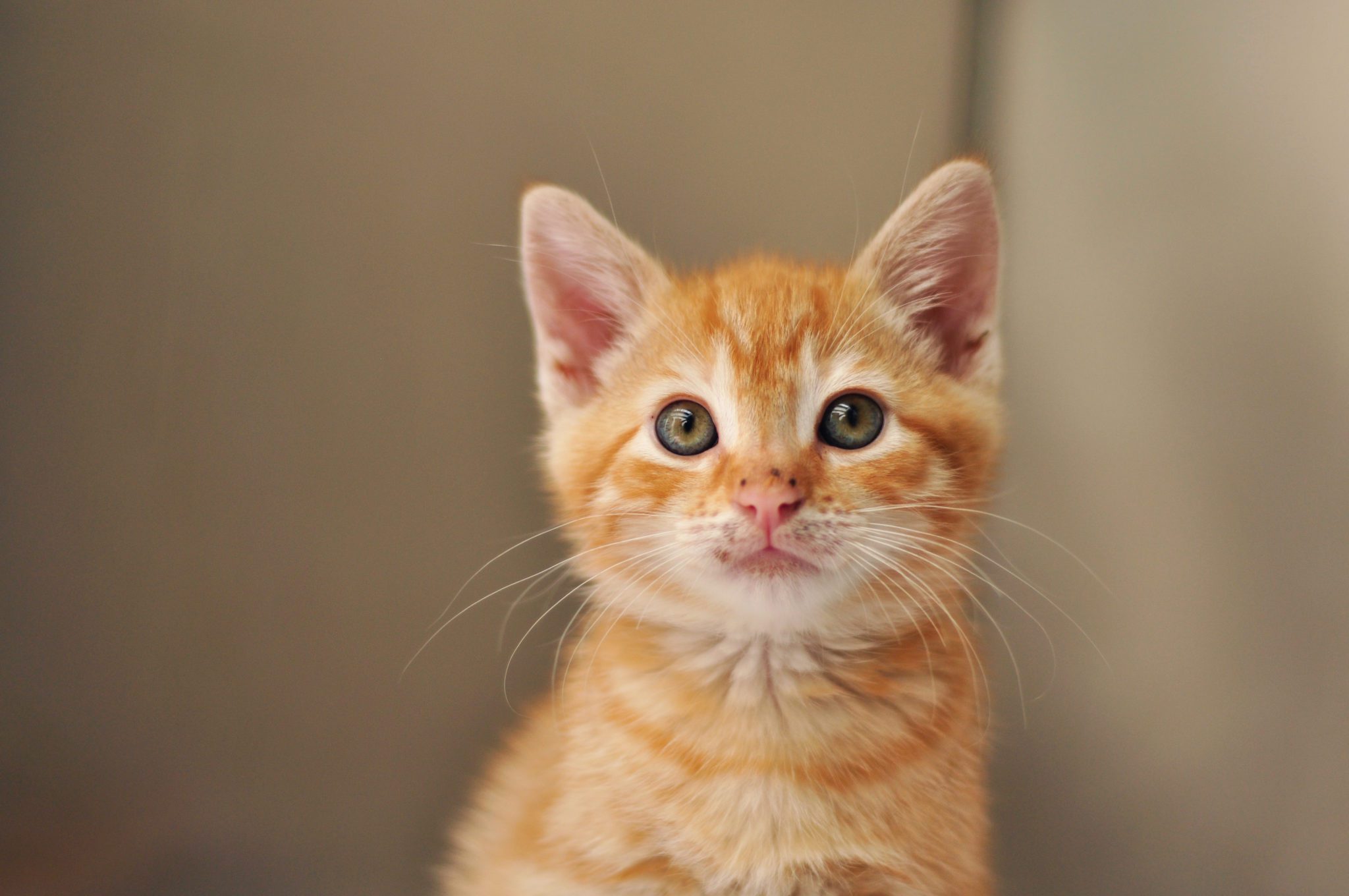 Choco : Berkeley Humane