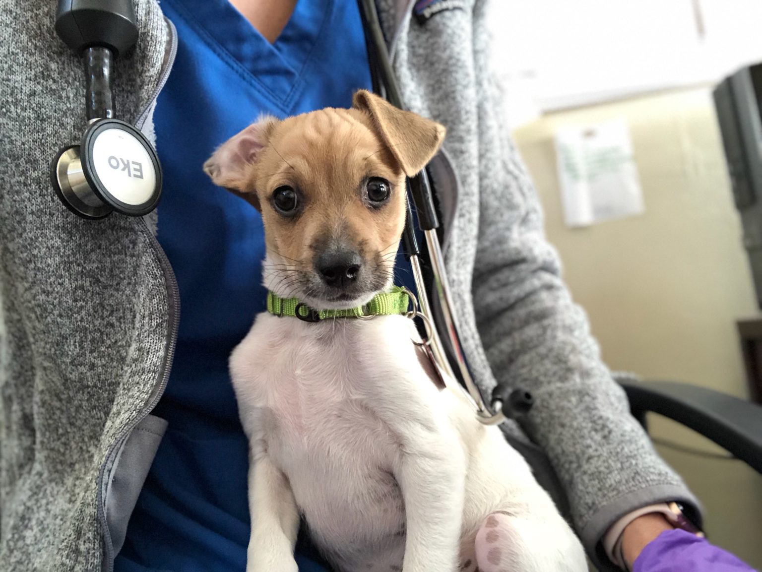 Home : Berkeley Humane