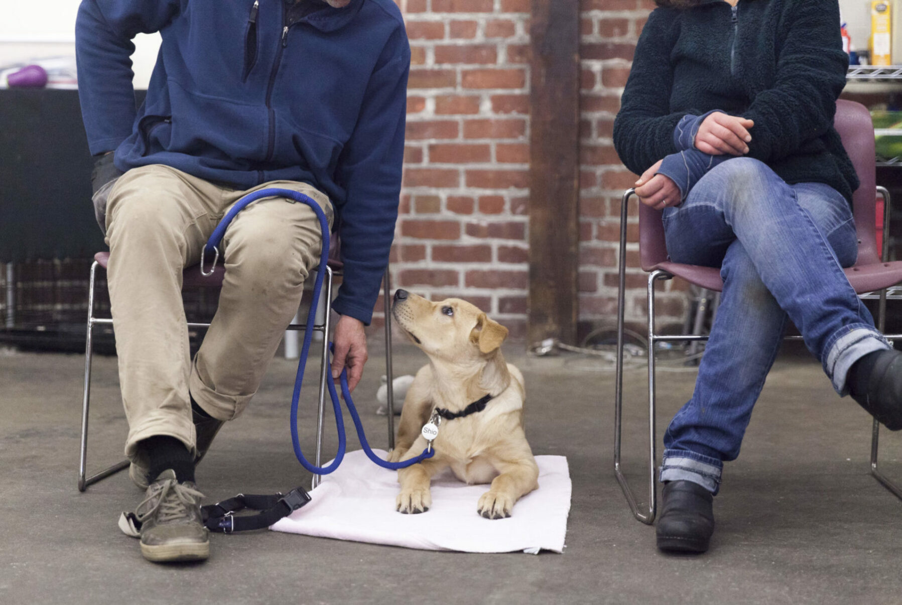 Dog Training : Berkeley Humane