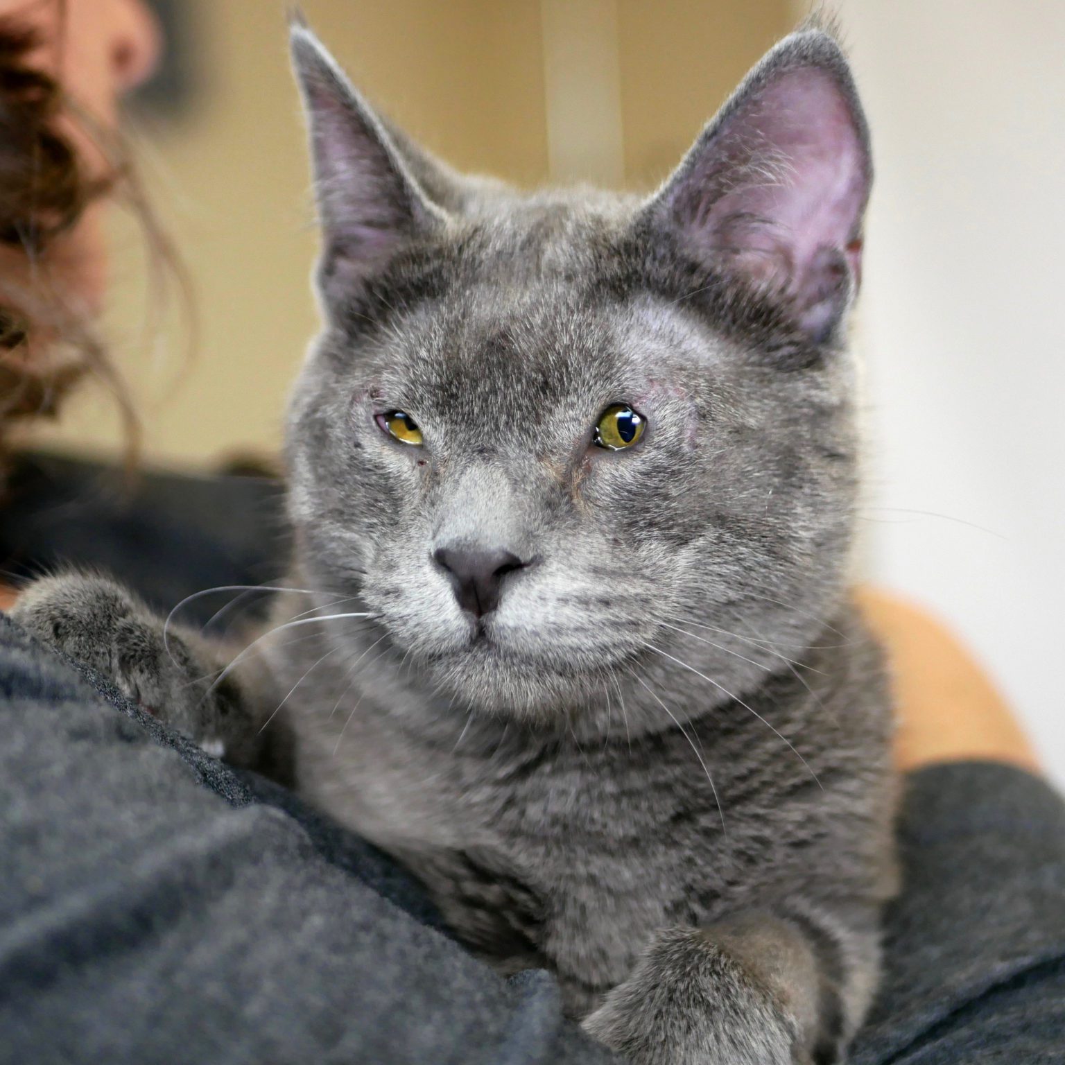 Thrift Shop : Berkeley Humane