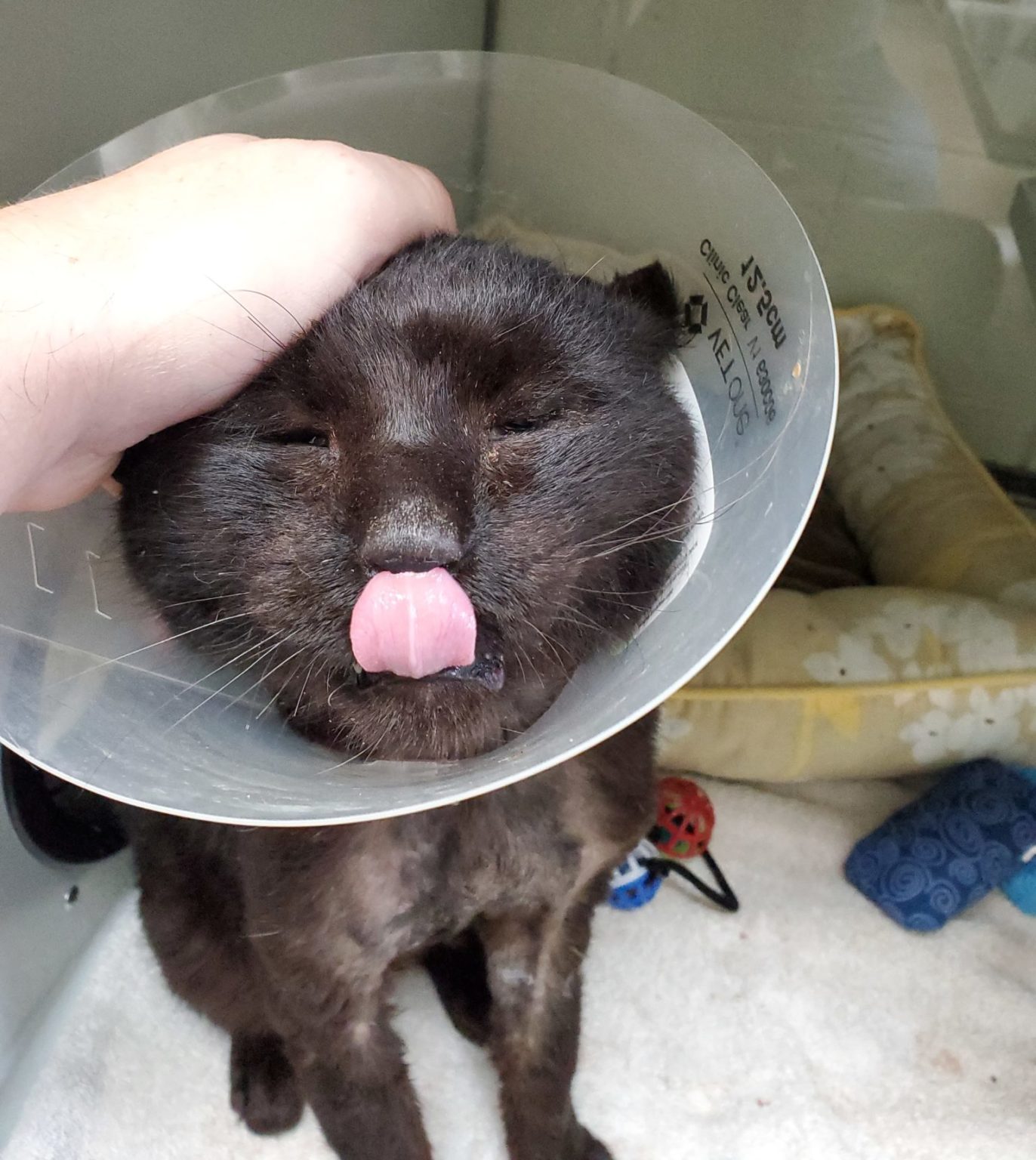 Thrift Shop : Berkeley Humane