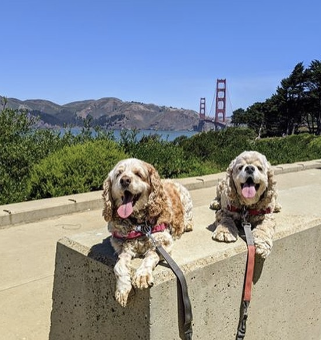 Alumni Update: Paddington : Berkeley Humane