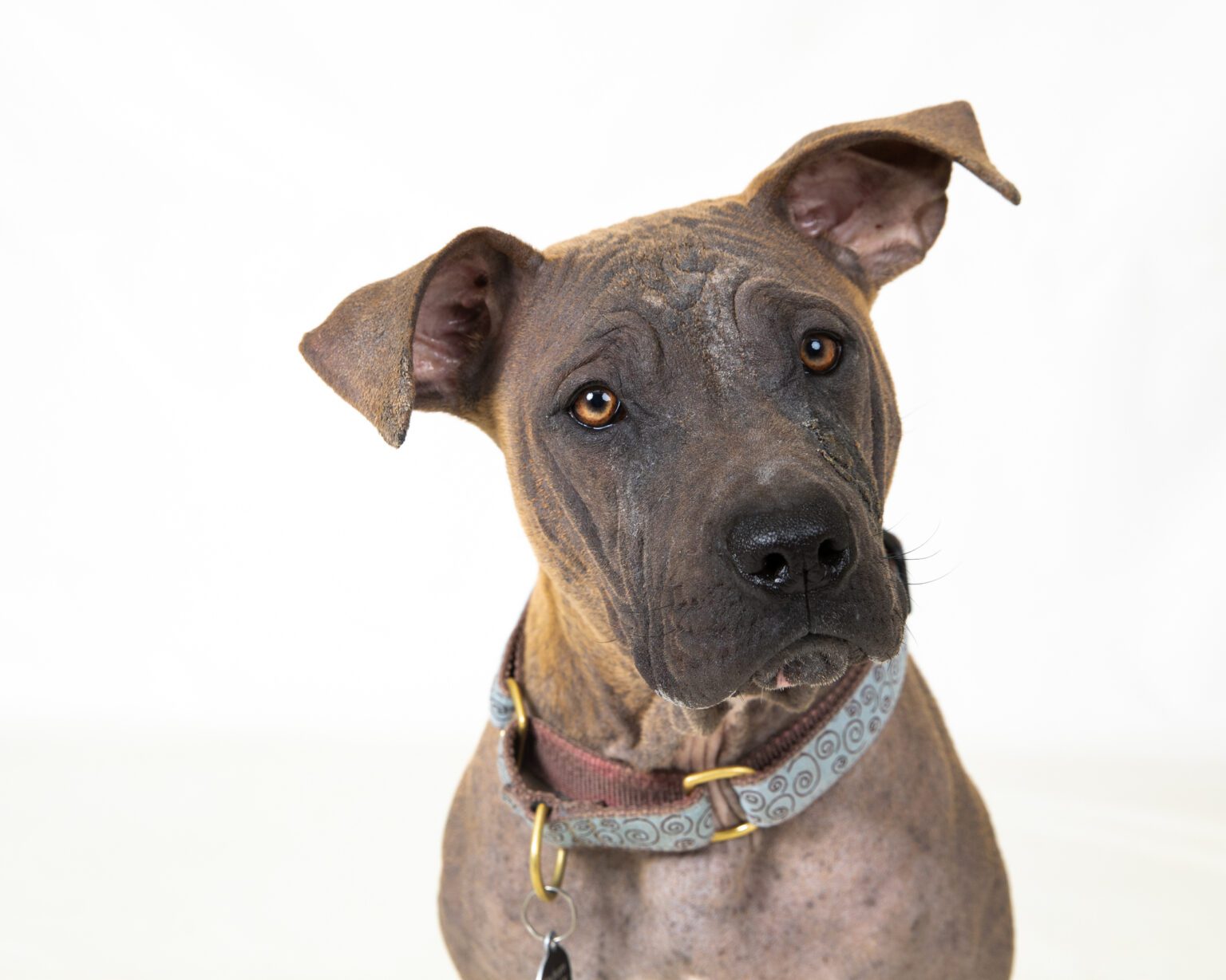 Thrift Shop : Berkeley Humane