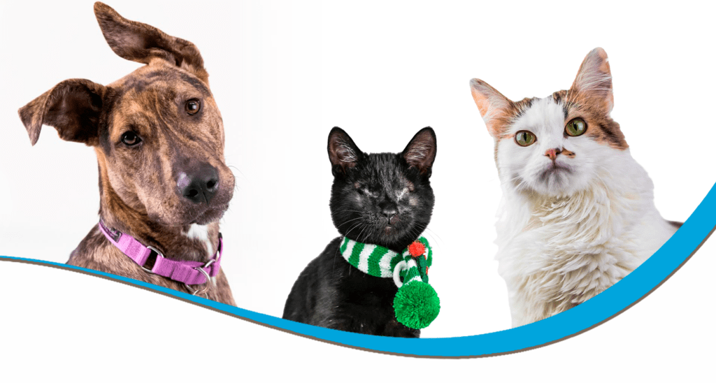 Home : Berkeley Humane