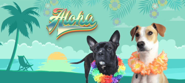 The Aloha Dog Project brings Hawaii's shelter dogs to the Bay Area
