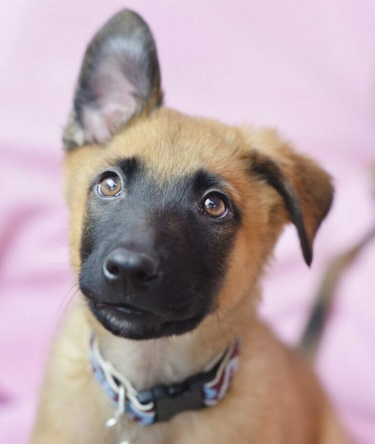 Make a Dog’s Day – Free Virtual Classes for Every Pet Family : Berkeley ...