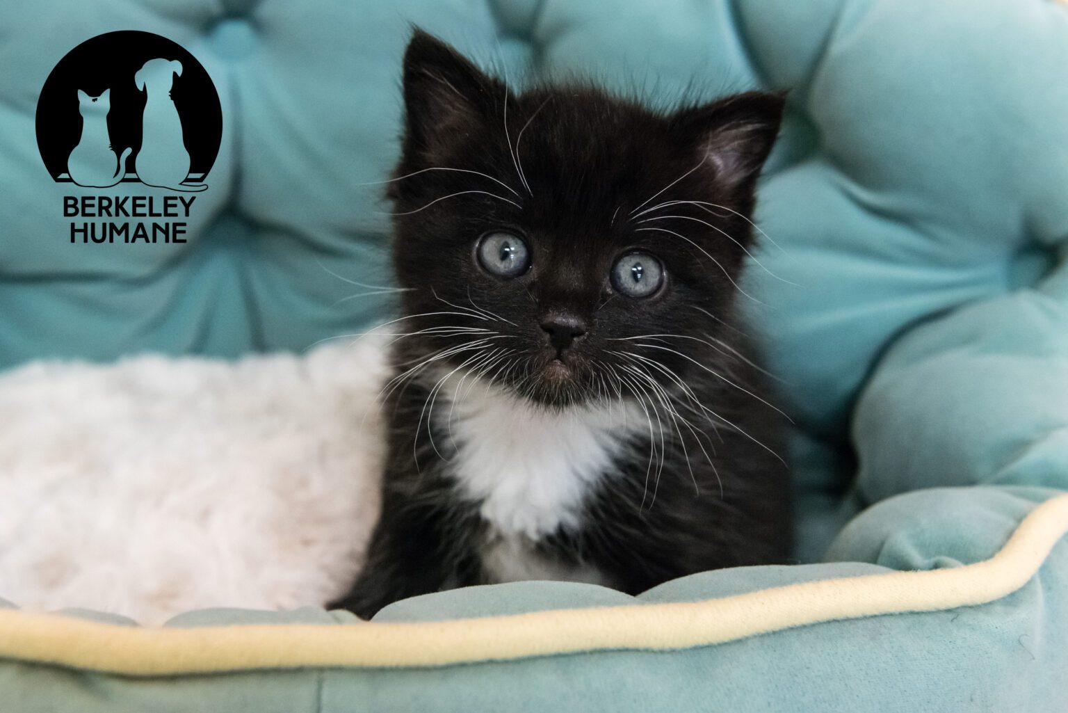 About : Berkeley Humane