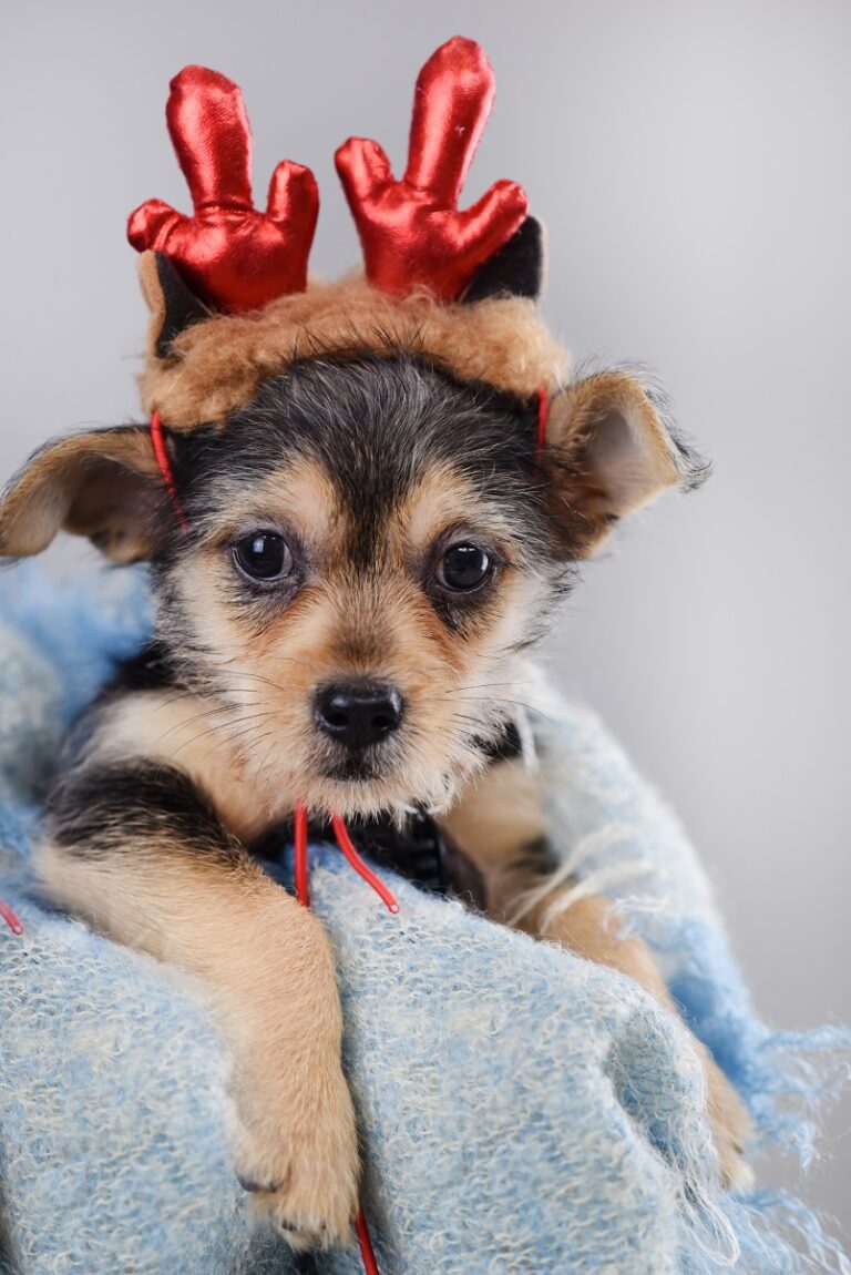 Adopt A Dog : Berkeley Humane