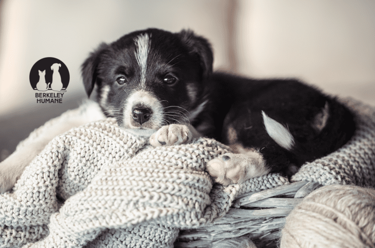 Home : Berkeley Humane