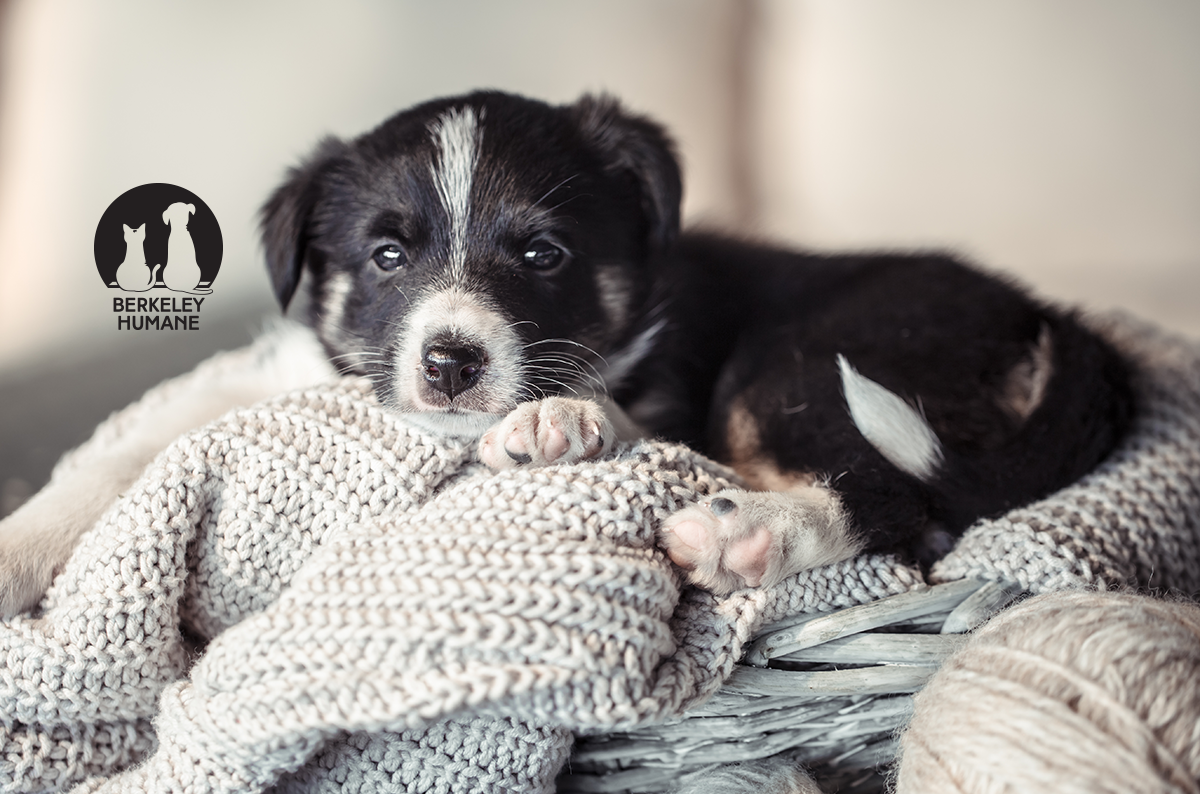 Home : Berkeley Humane