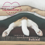 Sponsor a Spay for Valentine's Day : Berkeley Humane