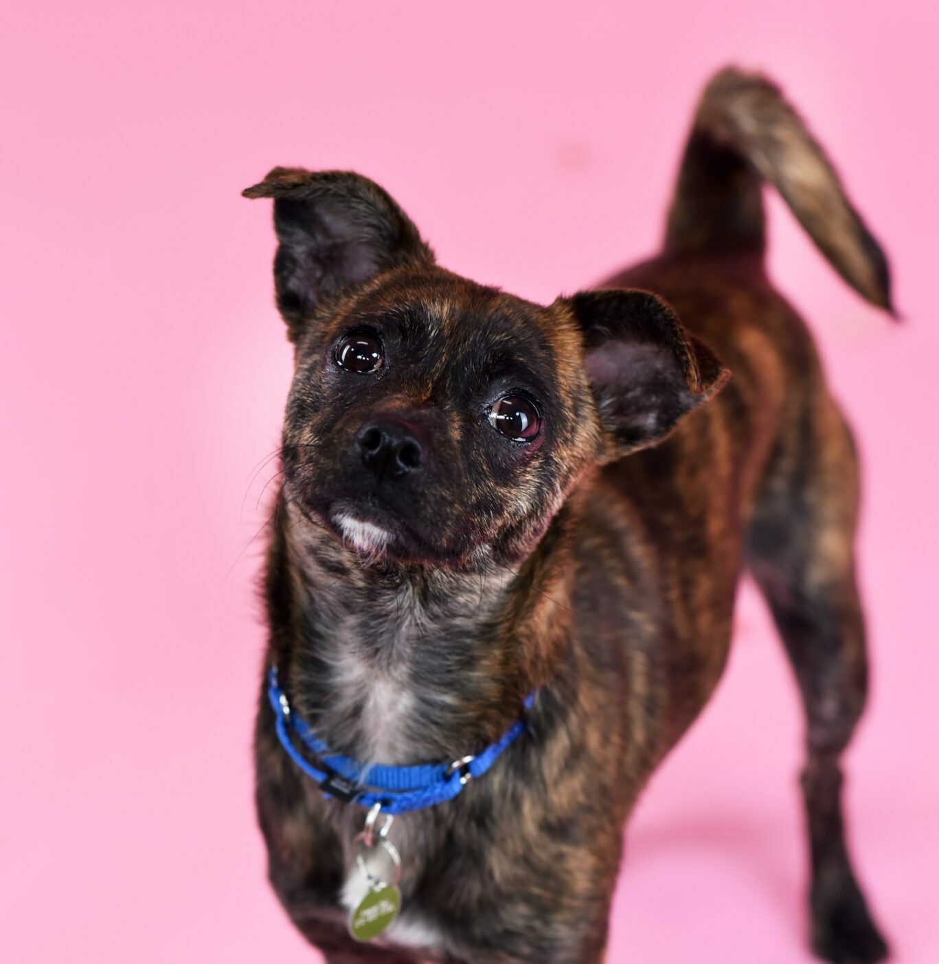 Adopt A Dog : Berkeley Humane