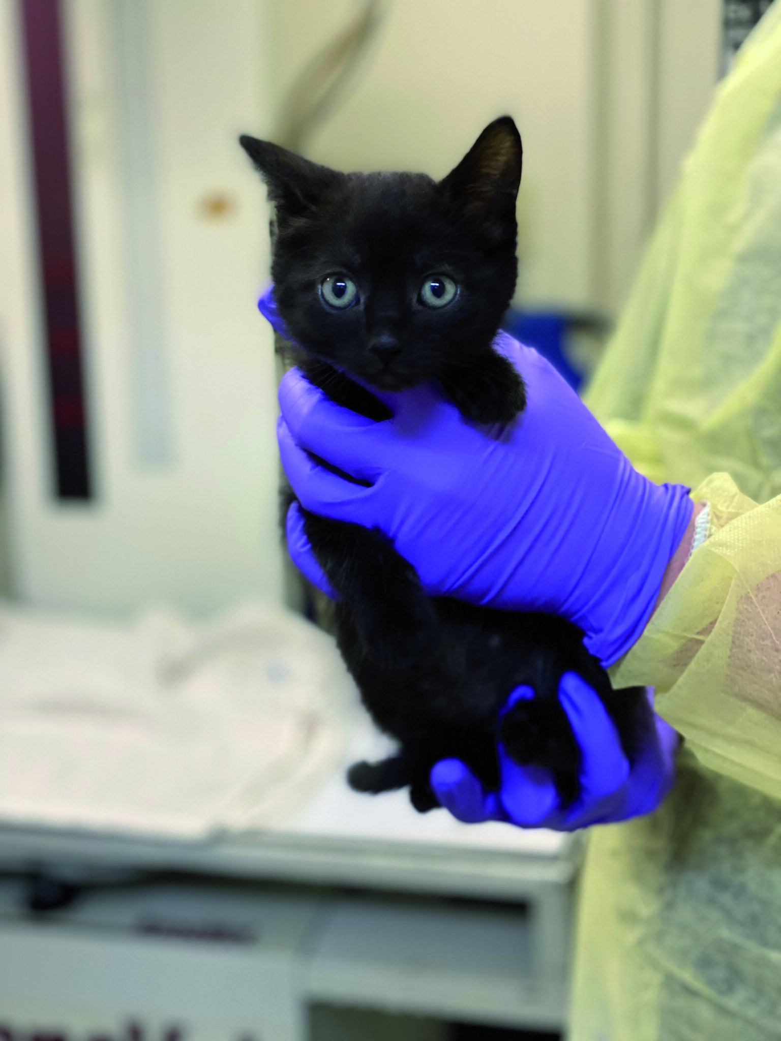 Thrift Shop : Berkeley Humane