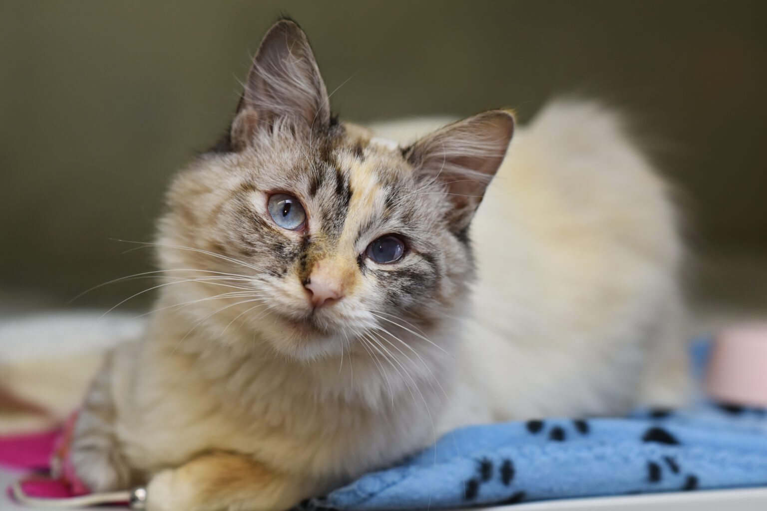 The Berkeley Humane Difference: Compassion, Care, and Commitment to Animals : Berkeley Humane