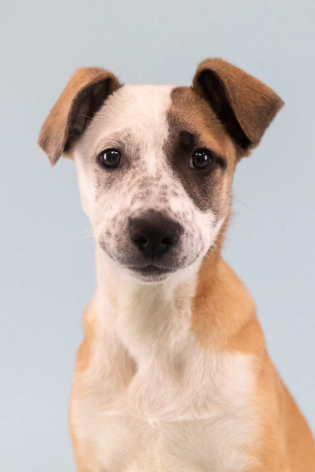 Adopt : Berkeley Humane