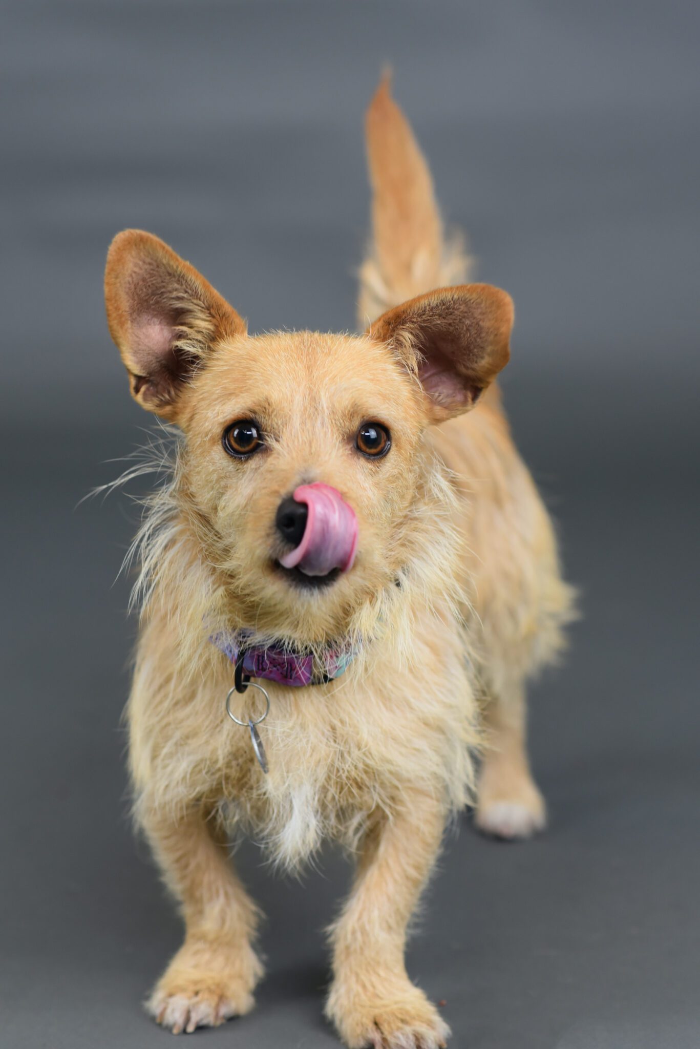 Adopt A Dog : Berkeley Humane