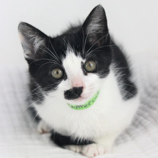 Adopt A Cat : Berkeley Humane