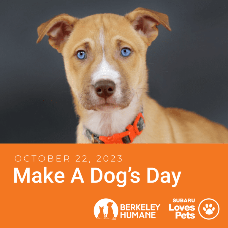 About : Berkeley Humane