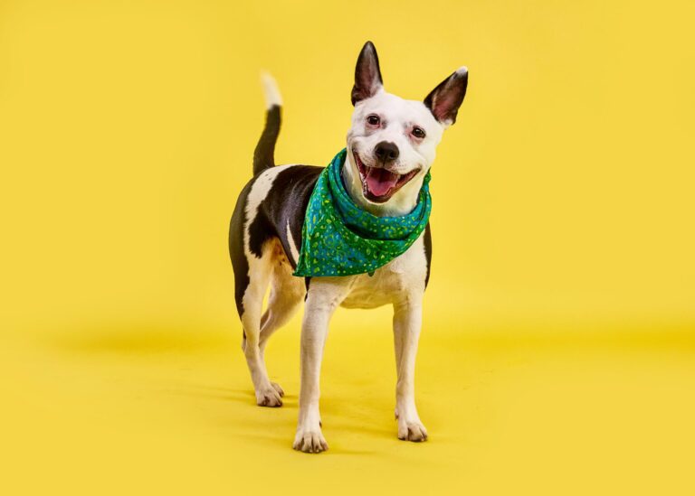 Adopt A Dog : Berkeley Humane