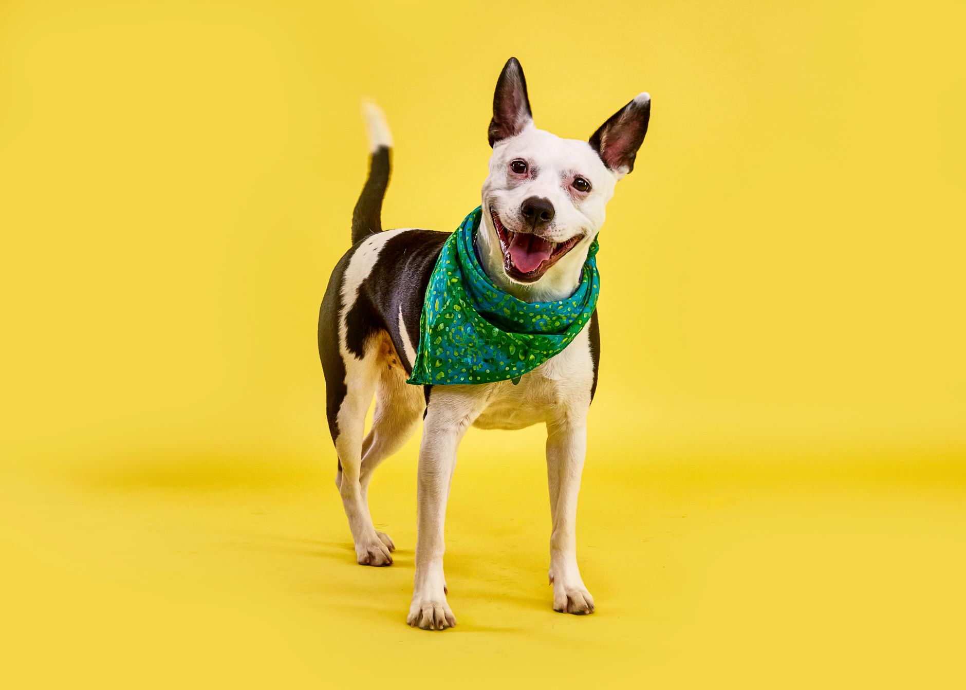 Adopt A Dog : Berkeley Humane