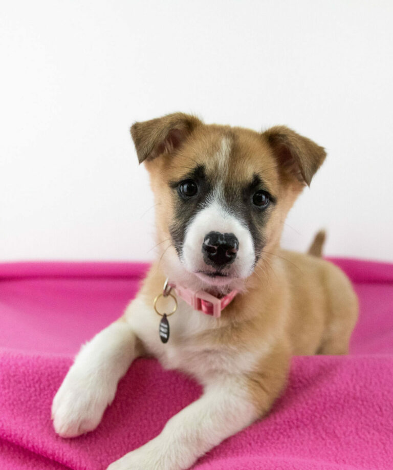 Adopt A Dog : Berkeley Humane