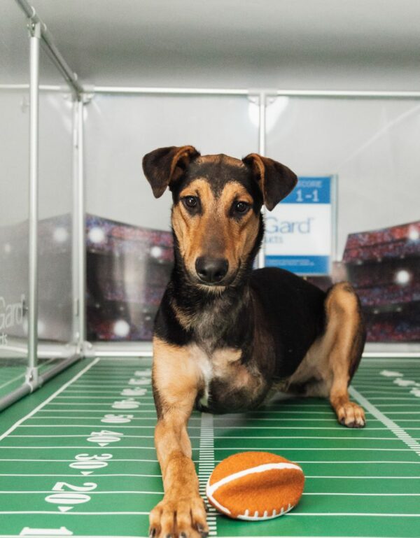 Adopt A Dog : Berkeley Humane