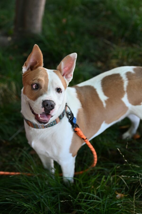 Adopt A Dog : Berkeley Humane