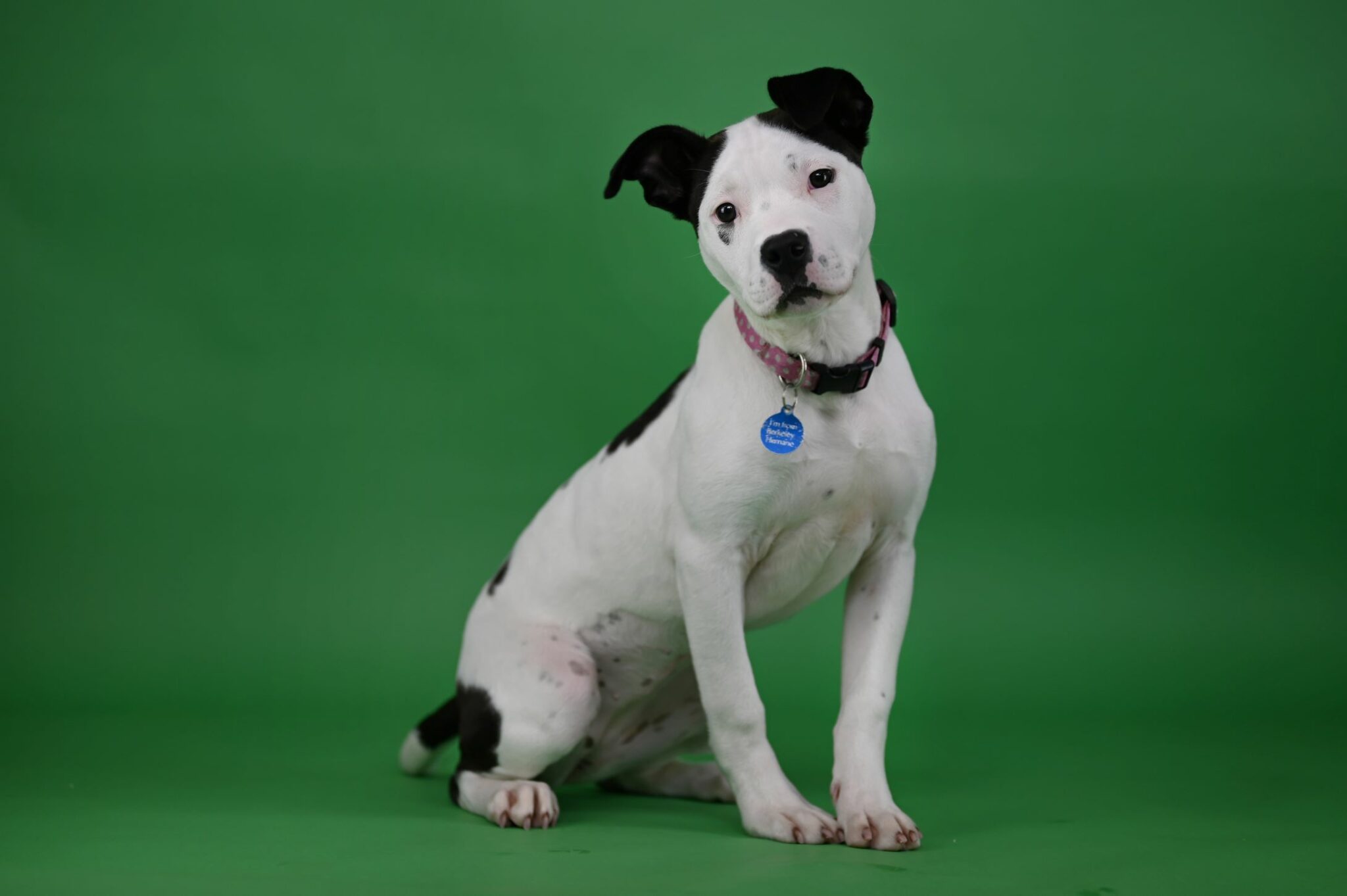 Adopt A Dog : Berkeley Humane