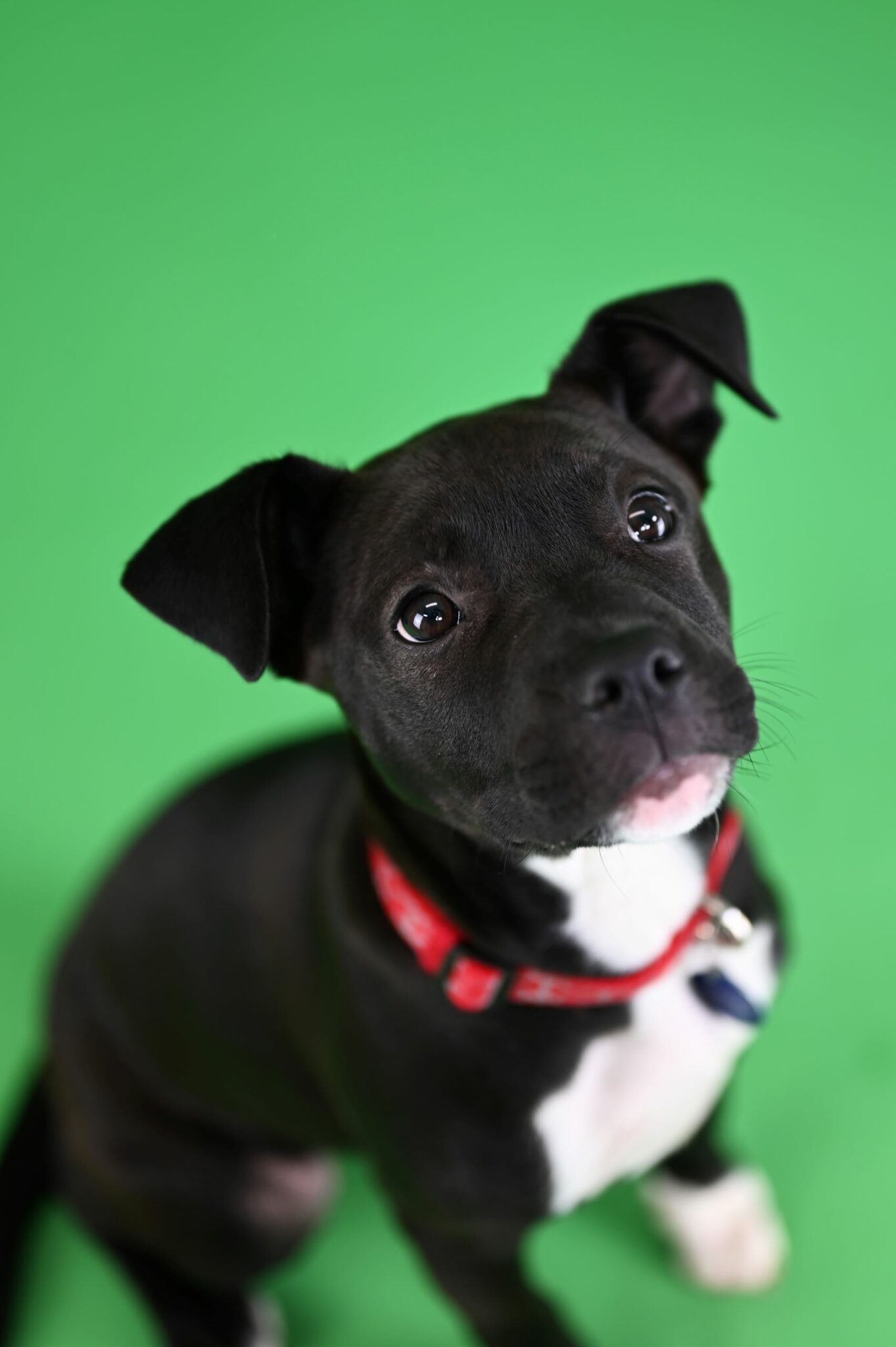 Adopt A Dog : Berkeley Humane