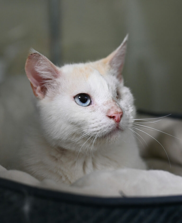 Adopt A Cat : Berkeley Humane