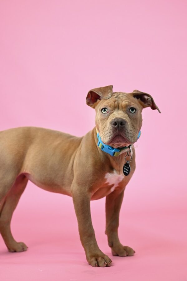 Adopt A Dog : Berkeley Humane