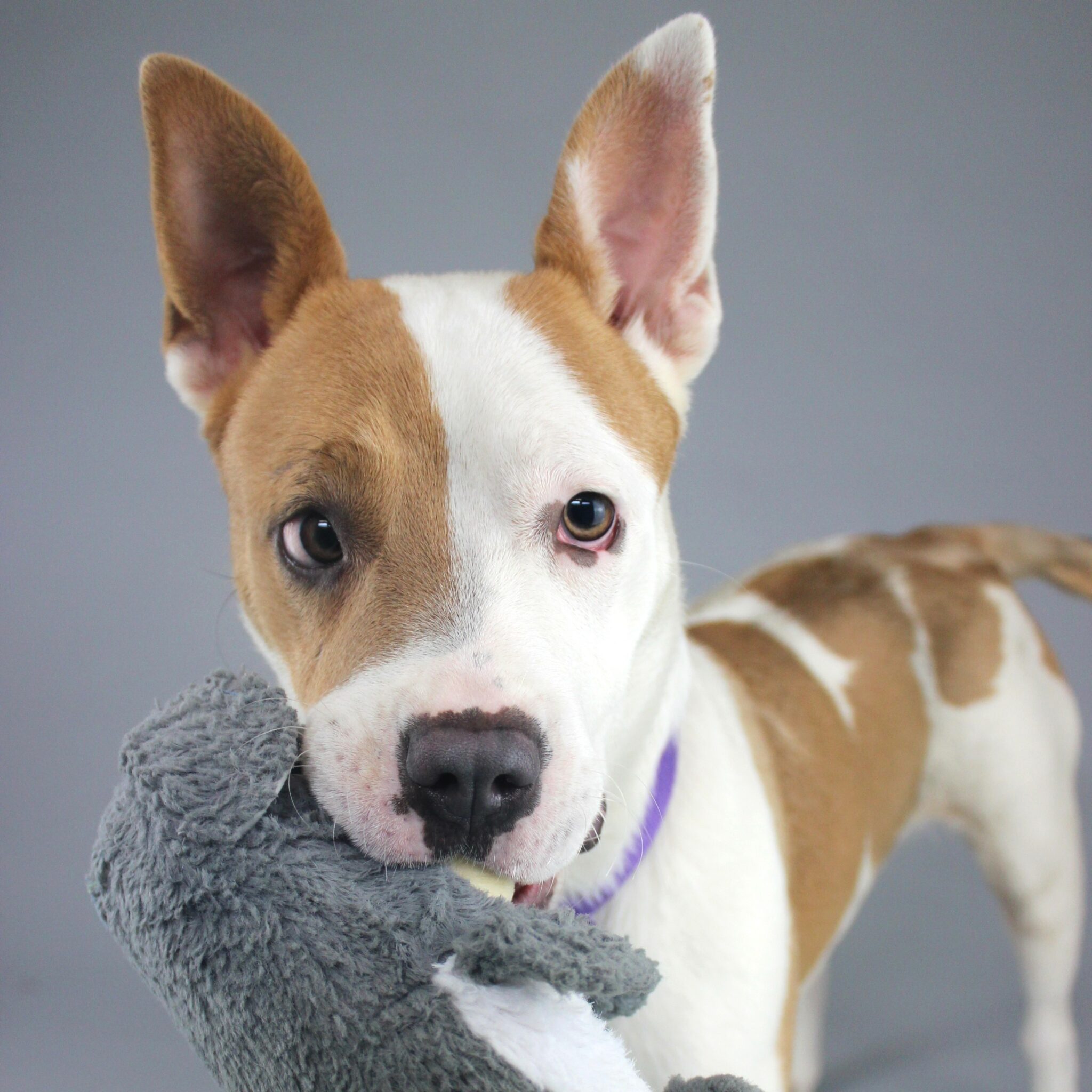 Adopt A Dog : Berkeley Humane