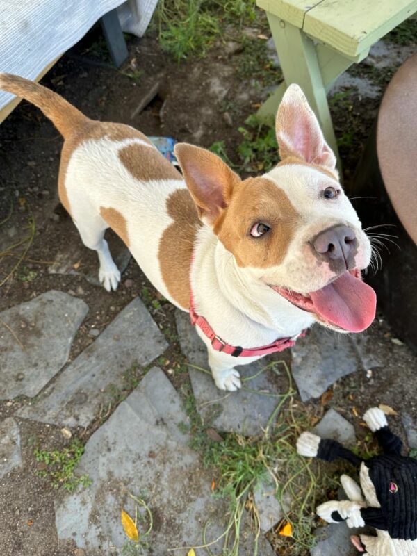 Adopt A Dog : Berkeley Humane