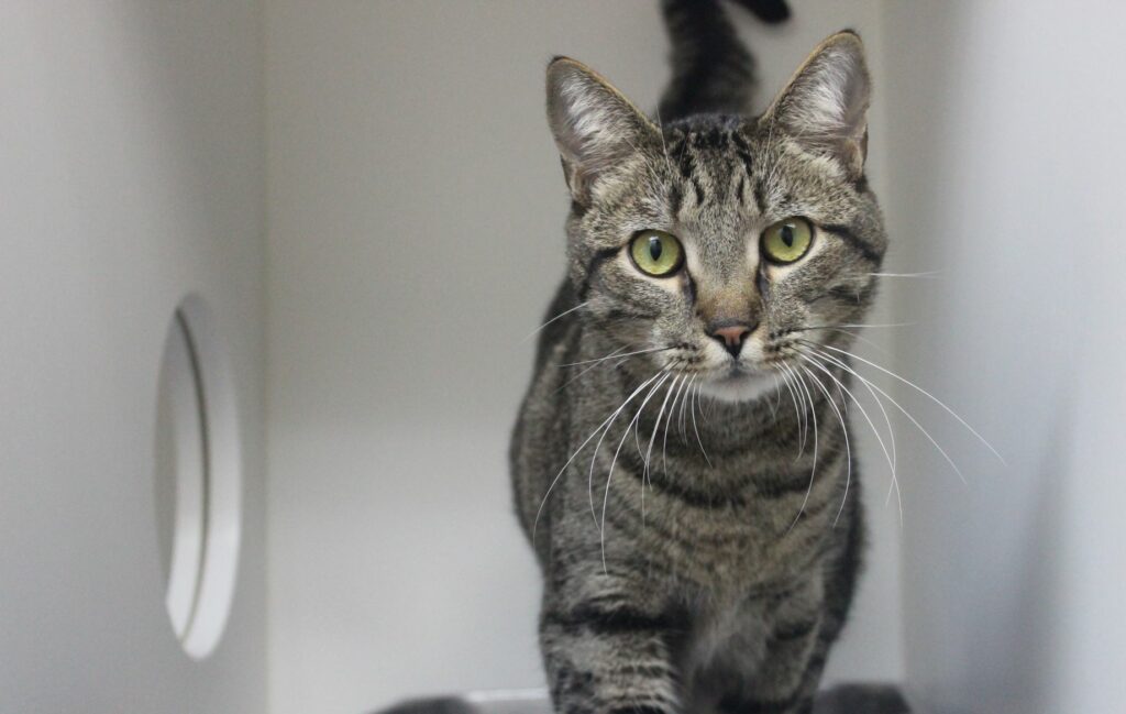 Adopt A Cat : Berkeley Humane