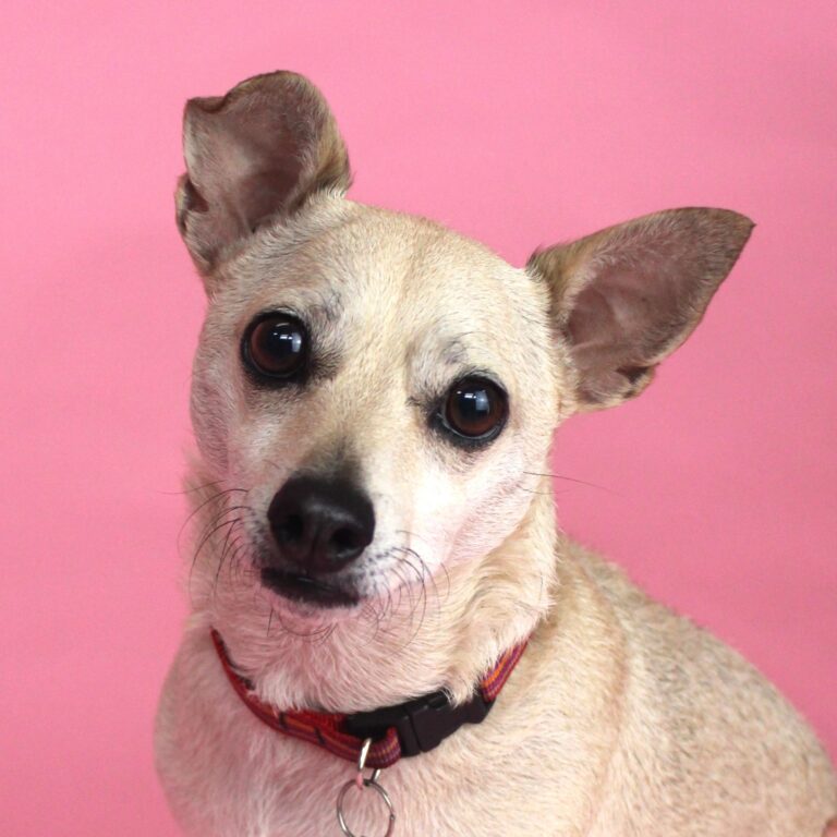 Adopt A Dog : Berkeley Humane