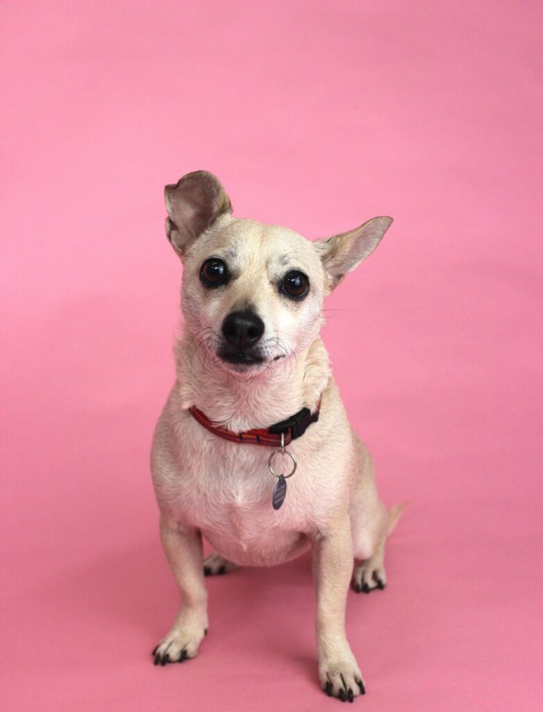 Adopt A Dog : Berkeley Humane