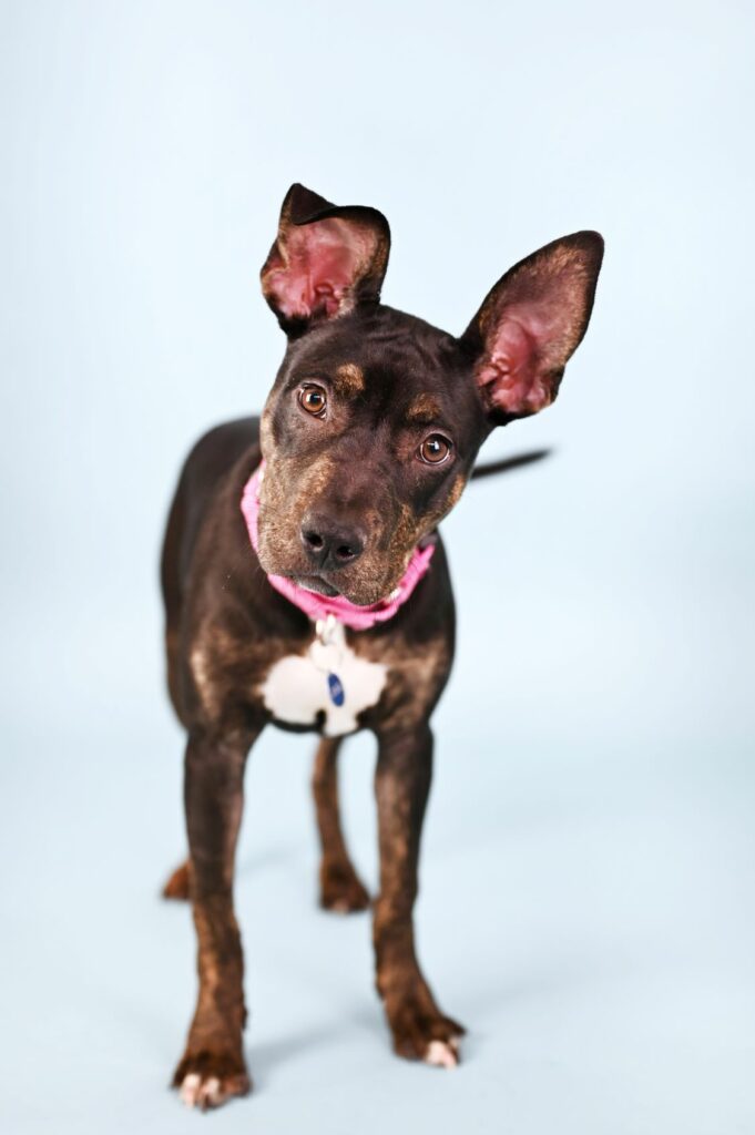 Adopt A Dog : Berkeley Humane