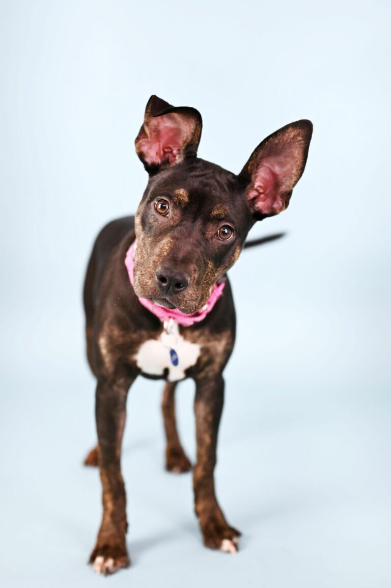 Adopt A Dog : Berkeley Humane