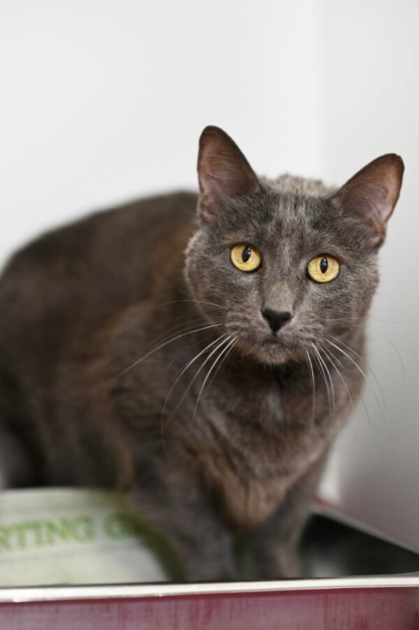 Adopt A Cat : Berkeley Humane