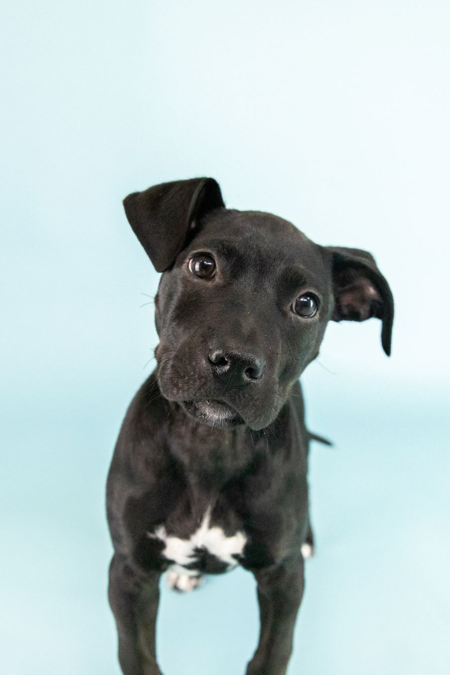 Adopt A Dog : Berkeley Humane