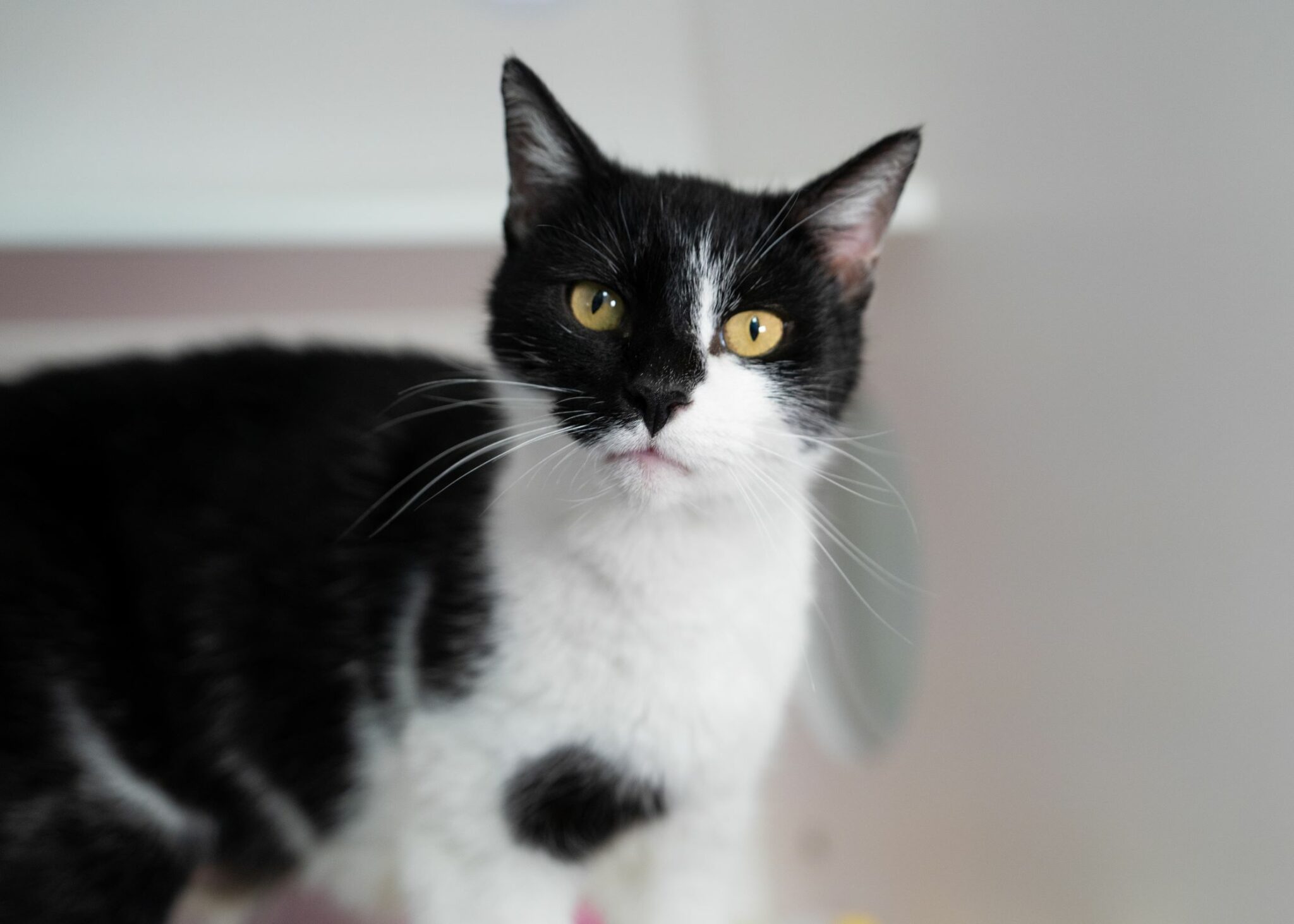 Adopt A Cat : Berkeley Humane