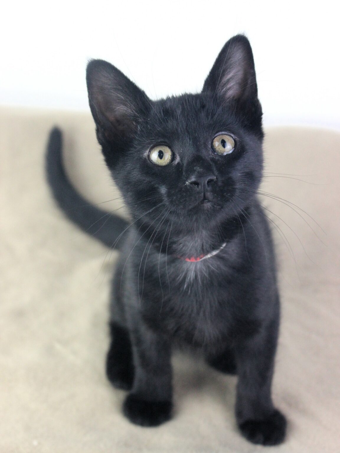 Adopt A Cat : Berkeley Humane