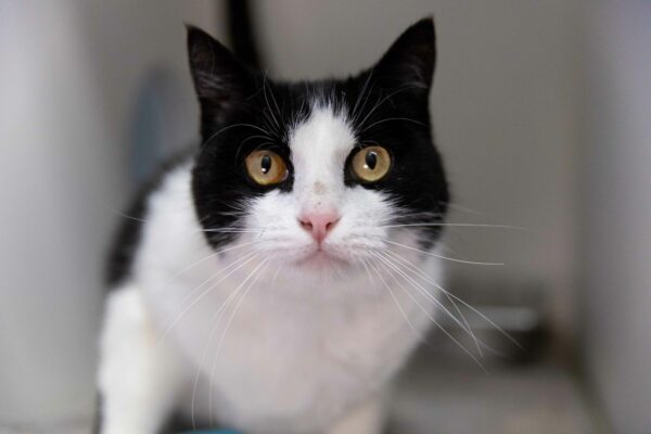 Adopt A Cat : Berkeley Humane