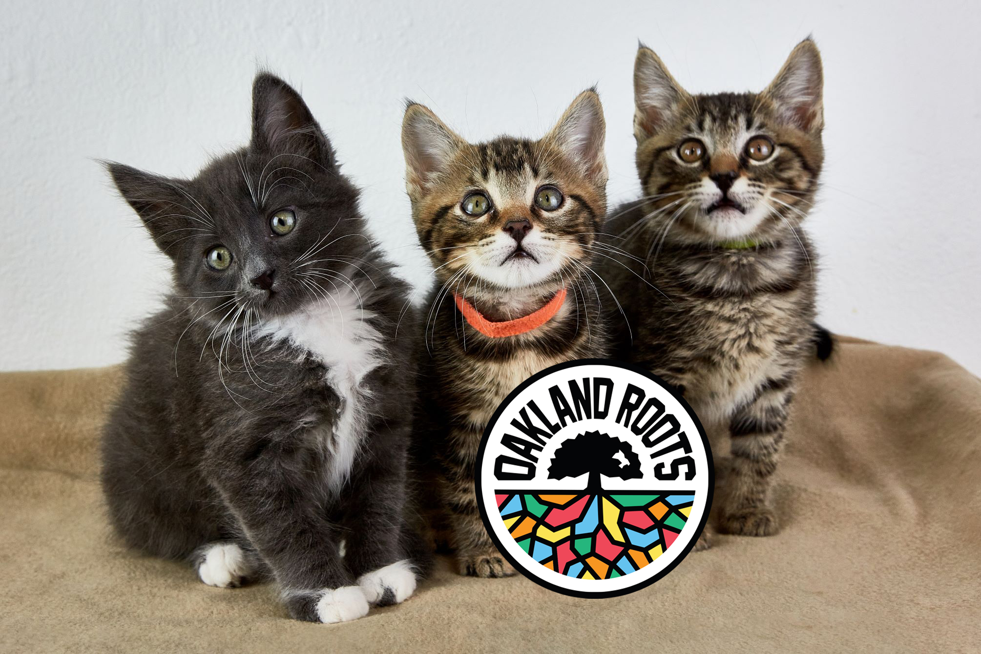 Adopt A Cat : Berkeley Humane