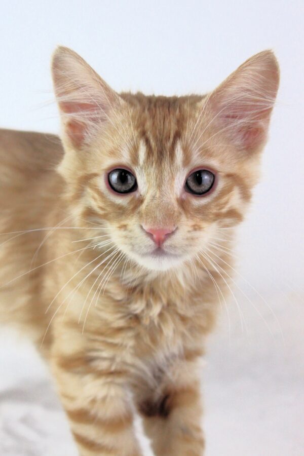 Adopt A Cat : Berkeley Humane