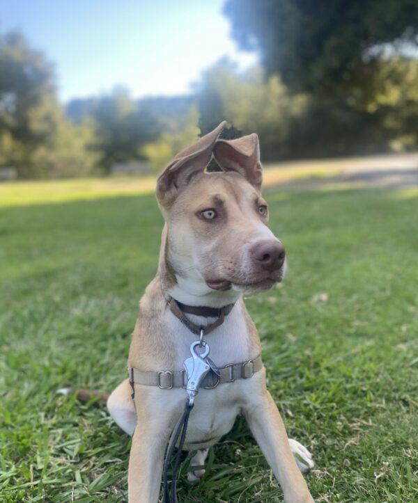 Adopt A Dog : Berkeley Humane