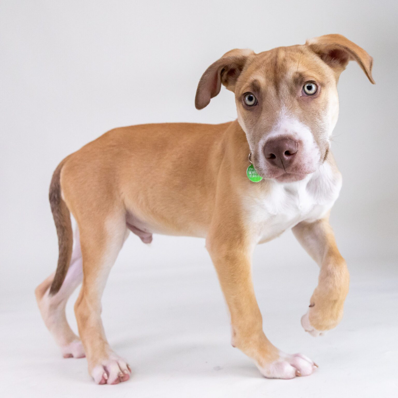 Adopt A Dog : Berkeley Humane