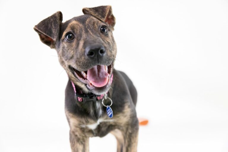 Adopt A Dog : Berkeley Humane