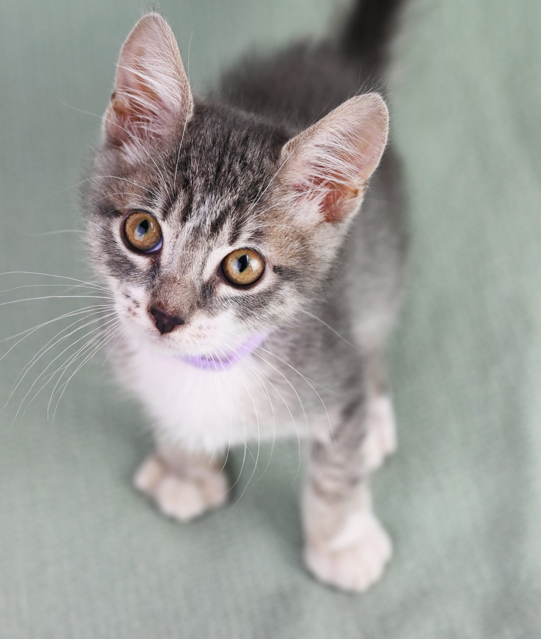 Adopt : Berkeley Humane