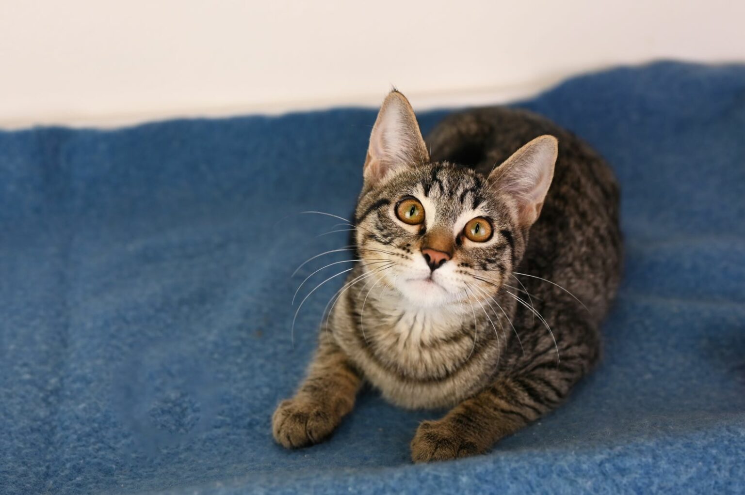 Adopt A Cat : Berkeley Humane